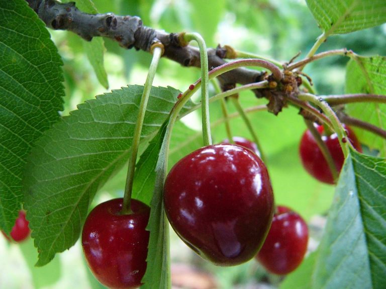 Cseresznye fajták – SZÁSZ FAISKOLA